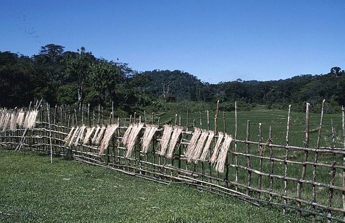 Ravenea lakatra - Palmpedia - Palm Grower's Guide