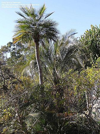 Copernicia alba - Palmpedia - Palm Grower's Guide
