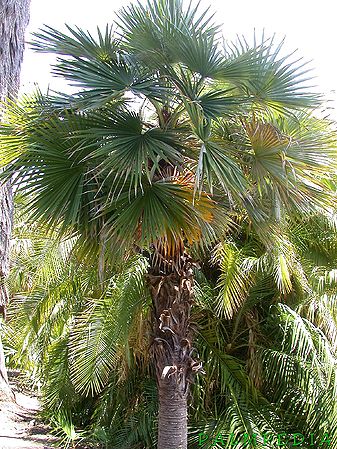 Brahea calcarea - Palmpedia - Palm Grower's Guide
