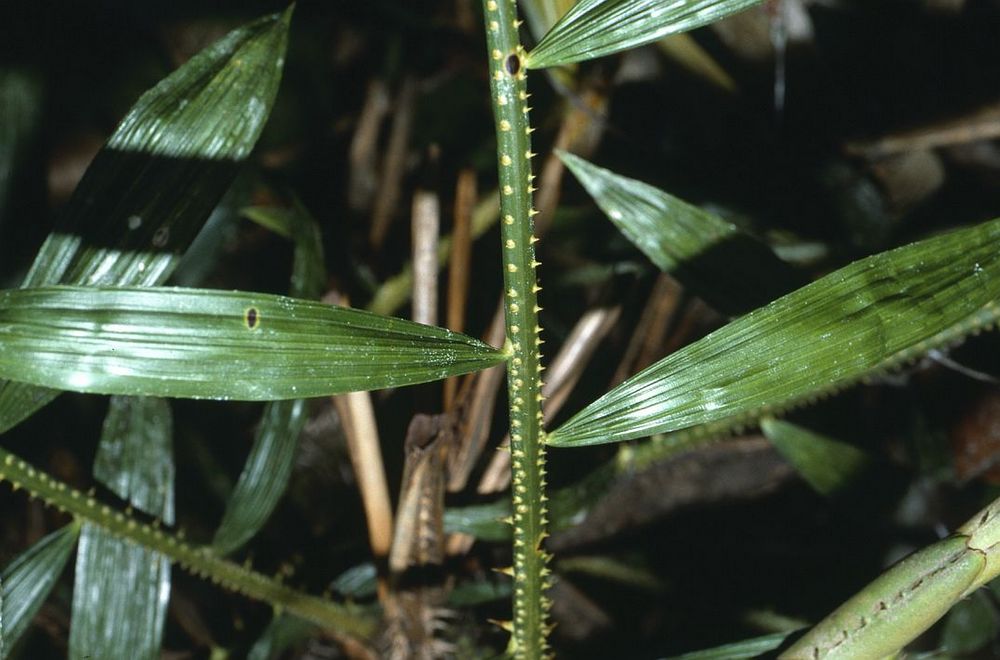 Daemonorops maculata - Palmpedia - Palm Grower's Guide