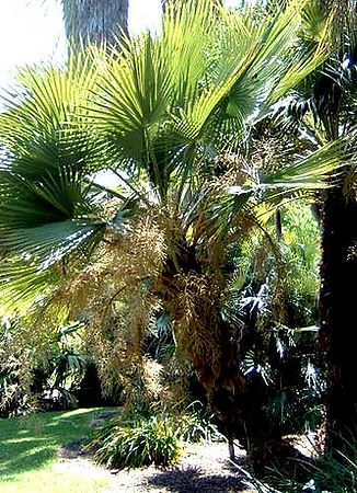 Brahea dulcis - Palmpedia - Palm Grower's Guide