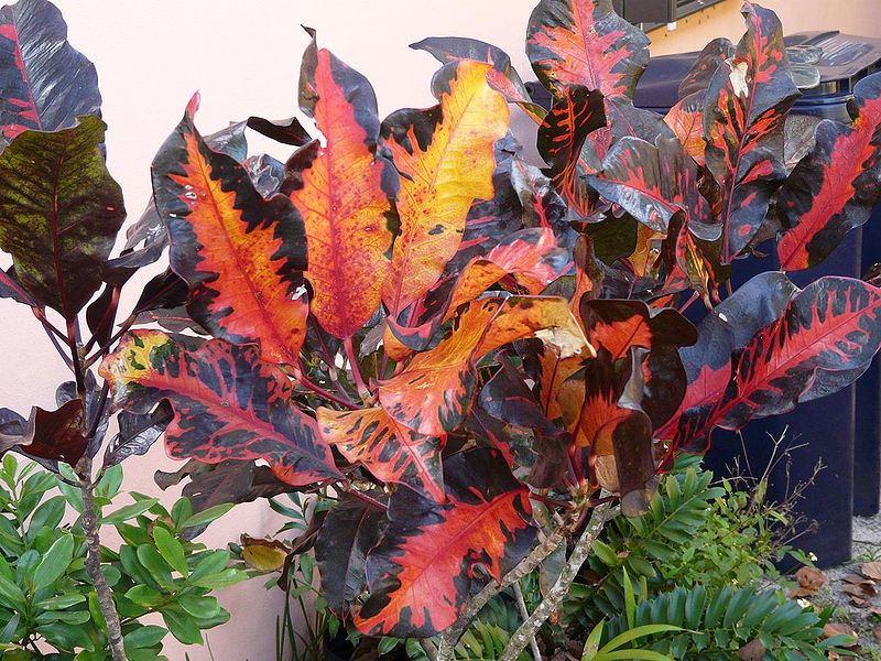 SYBIL GRIFFIN - Palmpedia - Palm Grower's Guide