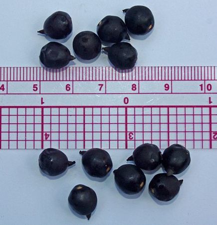 Ptychosperma lineare - Palmpedia - Palm Grower's Guide