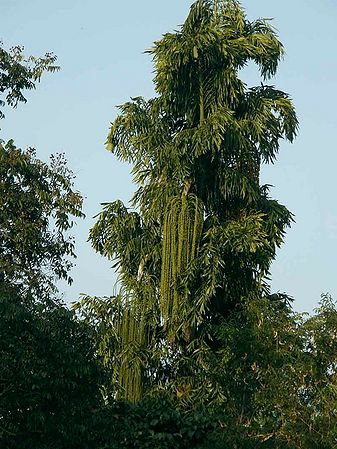 Caryota maxima - Palmpedia - Palm Grower's Guide