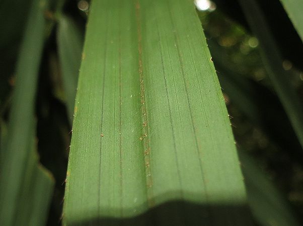 Daemonorops grandis - Palmpedia - Palm Grower's Guide