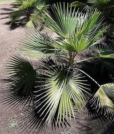 Brahea brandegeei - Palmpedia - Palm Grower's Guide