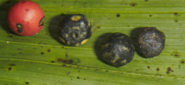 Bactris caudata - Palmpedia - Palm Grower's Guide