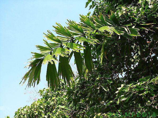 Iriartea deltoidea - Palmpedia - Palm Grower's Guide