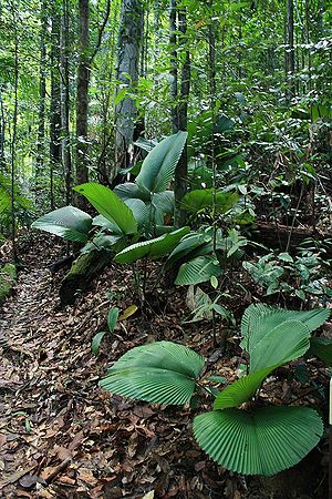 Licuala orbicularis - Palmpedia - Palm Grower's Guide