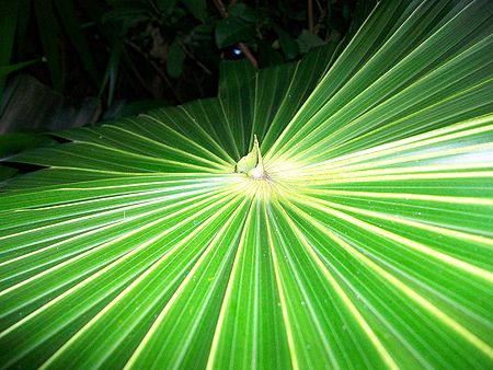 Hastula - Palmpedia - Palm Grower's Guide