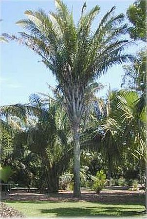 Attalea cohune - Palmpedia - Palm Grower's Guide