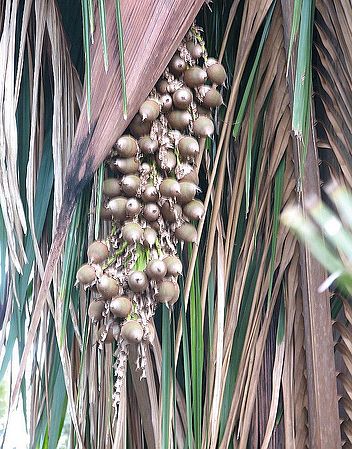 Attalea cohune - Palmpedia - Palm Grower's Guide