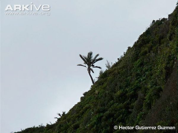 Juania australis - Palmpedia - Palm Grower's Guide