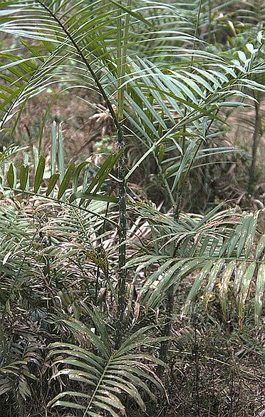 Calamus tenuis - Palmpedia - Palm Grower's Guide