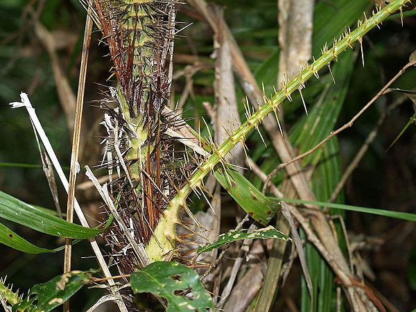 Daemonorops mollis - Palmpedia - Palm Grower's Guide