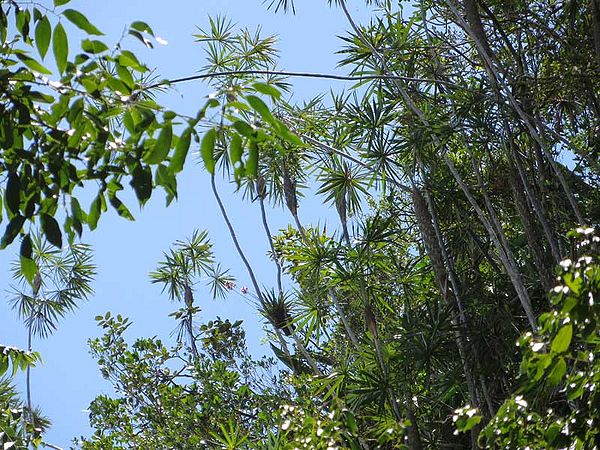 Coccothrinax rigida - Palmpedia - Palm Grower's Guide