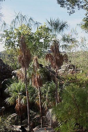 Livistona inermis - Palmpedia - Palm Grower's Guide