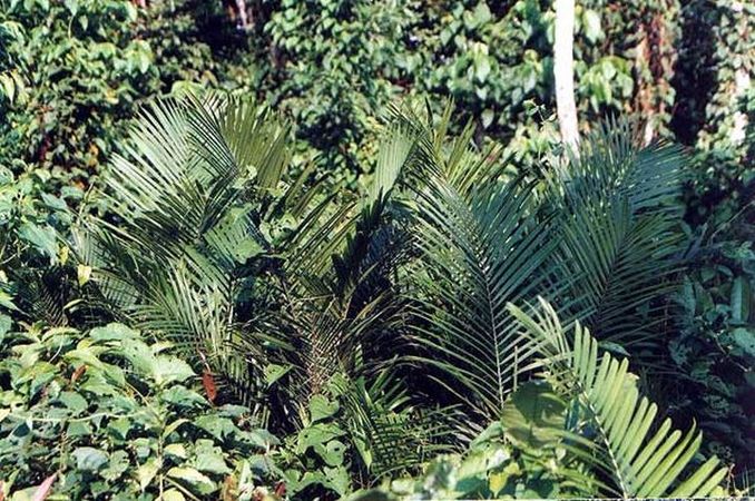 Bactris major - Palmpedia - Palm Grower's Guide