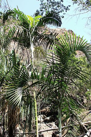 Chrysalidocarpus onilahensis - Palmpedia - Palm Grower's Guide