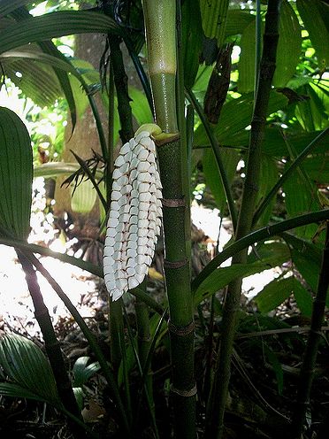 Pinanga sinii - Palmpedia - Palm Grower's Guide