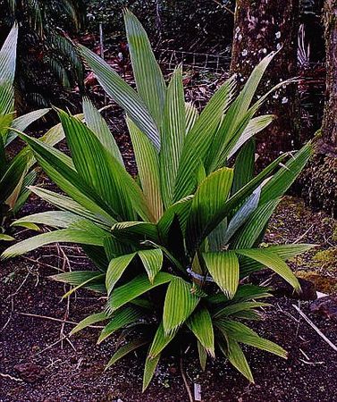 Salacca multiflora - Palmpedia - Palm Grower's Guide