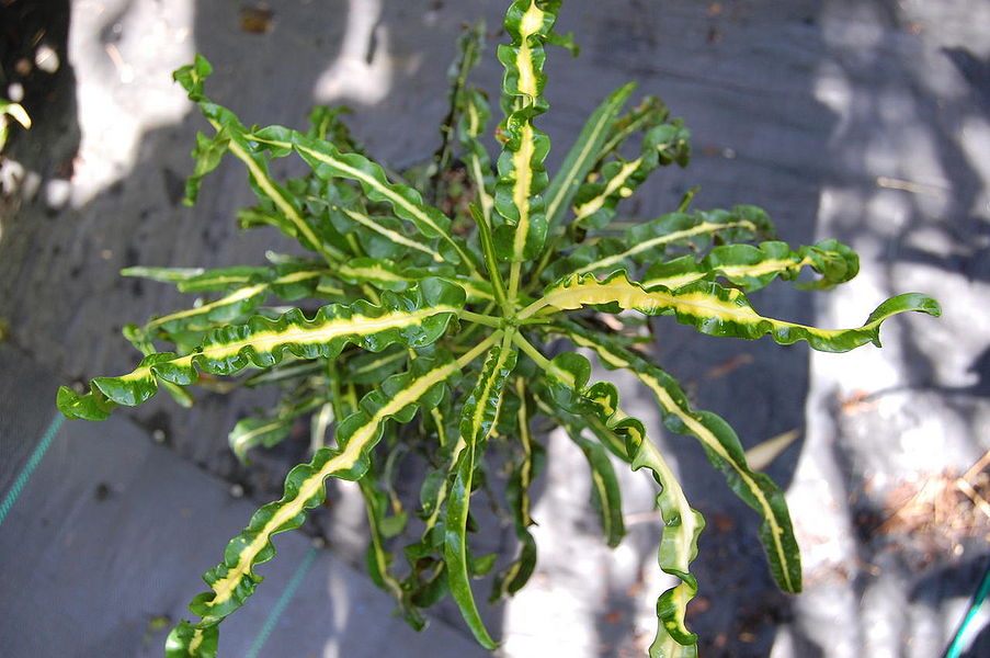 TWIST AND TURN - Palmpedia - Palm Grower's Guide