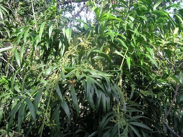 Calamus tetradactylus - Palmpedia - Palm Grower's Guide