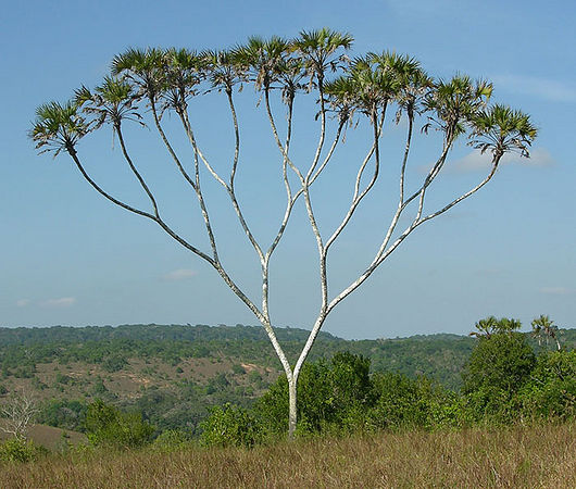 Hyphaene compressa - Palmpedia - Palm Grower's Guide