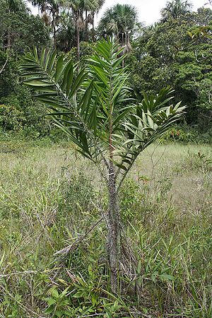 Bactris campestris - Palmpedia - Palm Grower's Guide