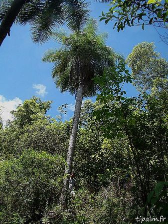 Acrocomia aculeata - Palmpedia - Palm Grower's Guide