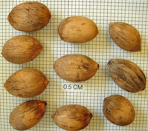 Attalea cohune - Palmpedia - Palm Grower's Guide