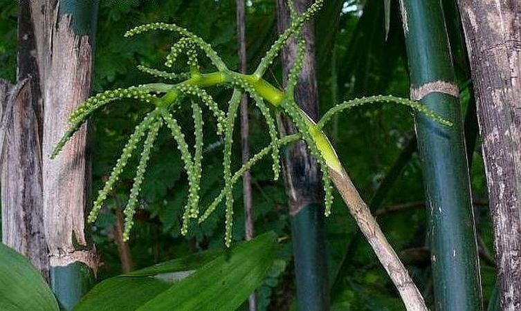 Chamaedorea tepejilote - Palmpedia - Palm Grower's Guide