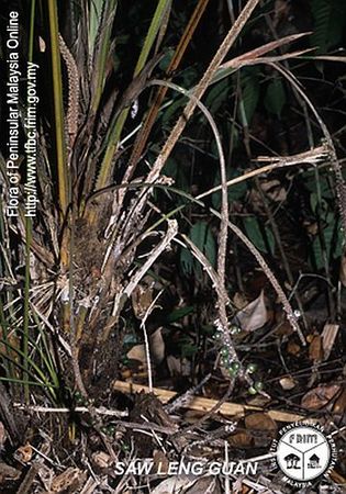 Licuala paludosa - Palmpedia - Palm Grower's Guide