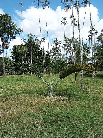 Coccothrinax barbadensis - Palmpedia - Palm Grower's Guide