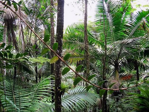 Prestoea acuminata - Palmpedia - Palm Grower's Guide
