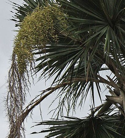 Sabal maritima - Palmpedia - Palm Grower's Guide