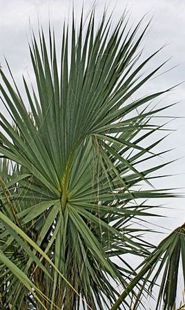 Sabal maritima - Palmpedia - Palm Grower's Guide