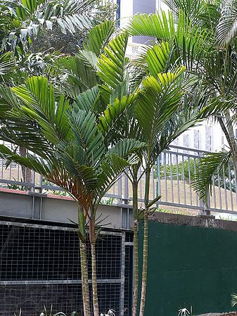 Ptychosperma schefferi - Palmpedia - Palm Grower's Guide