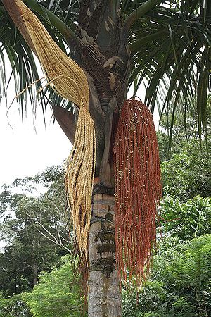Oenocarpus bacaba - Palmpedia - Palm Grower's Guide