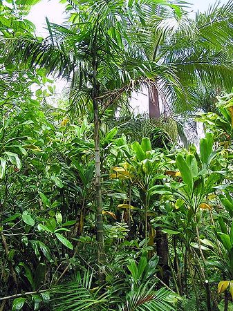 Ptychosperma lineare - Palmpedia - Palm Grower's Guide
