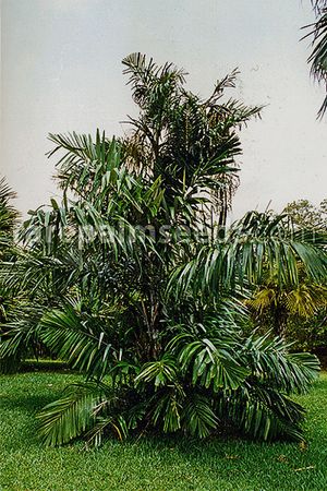 Arenga obtusifolia - Palmpedia - Palm Grower's Guide