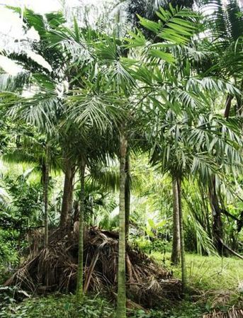 Dypsis rivularis - Palmpedia - Palm Grower's Guide