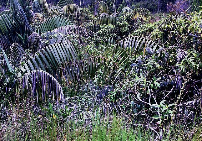 Barcella odora - Palmpedia - Palm Grower's Guide