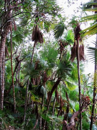Trachycarpus martianus - Palmpedia - Palm Grower's Guide