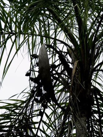 Syagrus cocoides - Palmpedia - Palm Grower's Guide