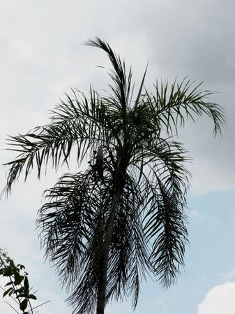 Syagrus cocoides - Palmpedia - Palm Grower's Guide