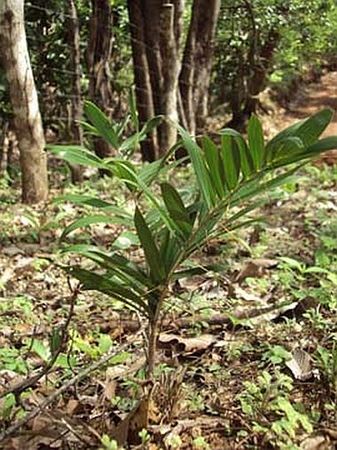 Bactris guineensis - Palmpedia - Palm Grower's Guide