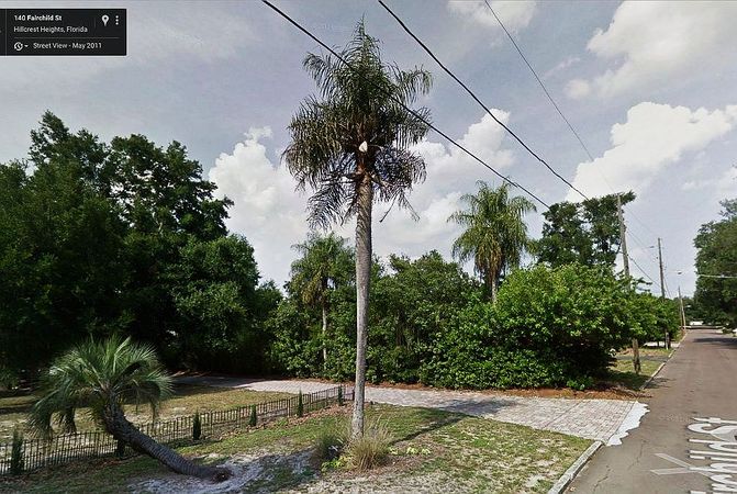 Acrocomia totai - Palmpedia - Palm Grower's Guide