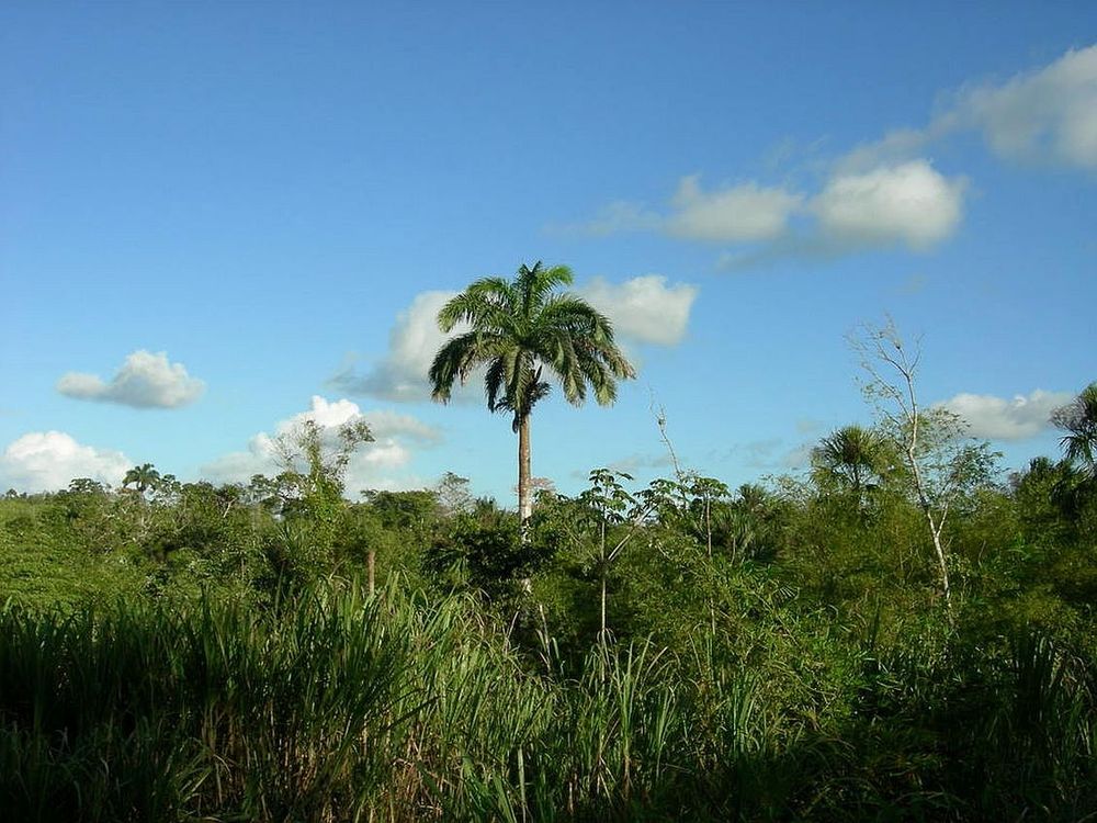 Acrocomia aculeata - Palmpedia - Palm Grower's Guide