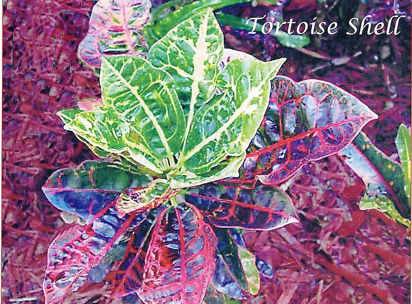 TORTOISE SHELL - Palmpedia - Palm Grower's Guide